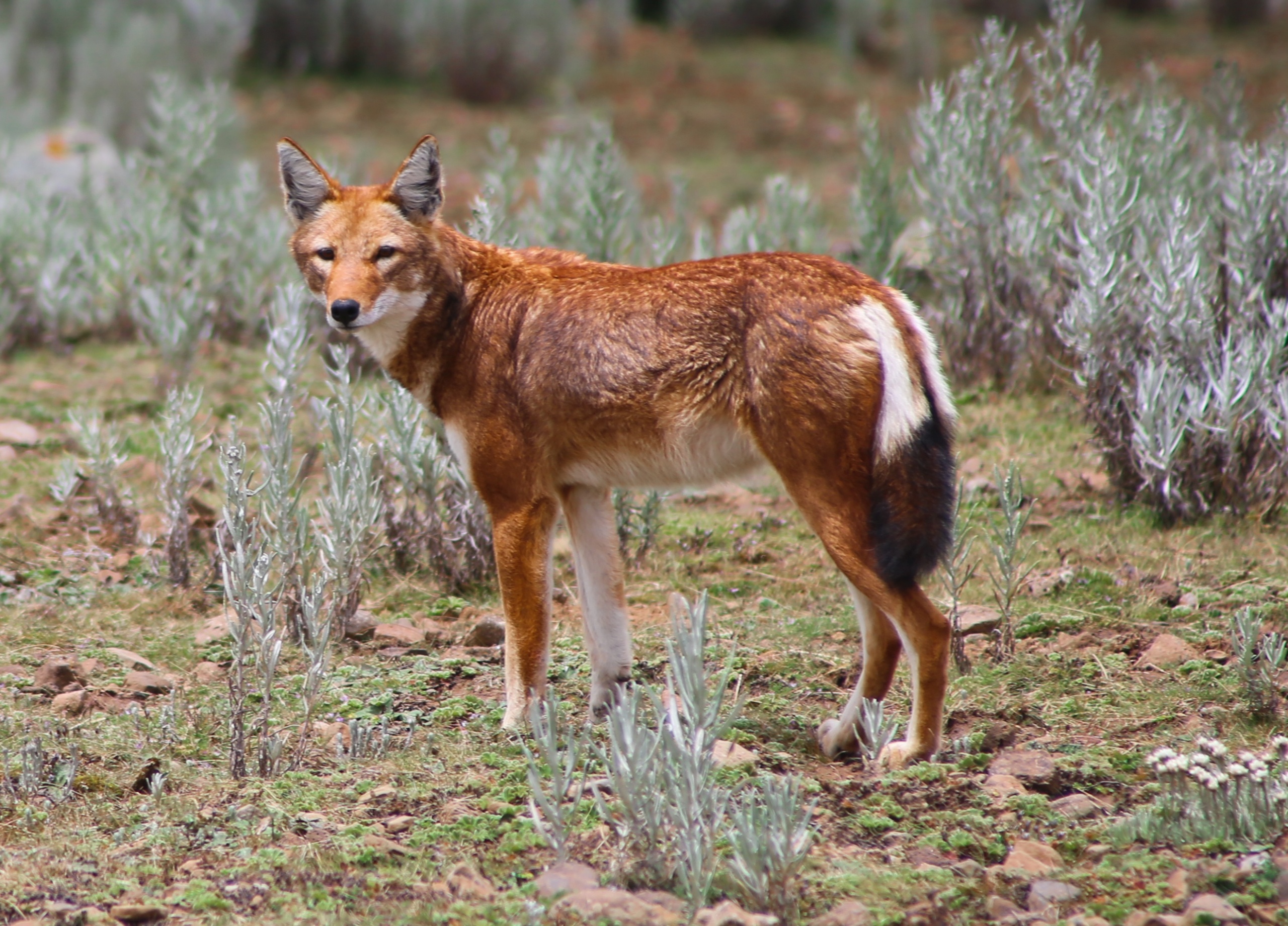 Bale Mountains for UNESCO – What's Out! Addis